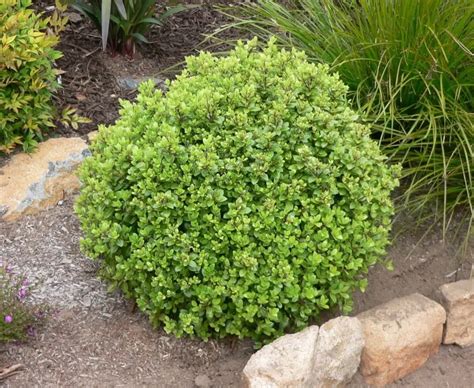 The Best Golf Ball Pittosporum Bunnings Fast Delivery