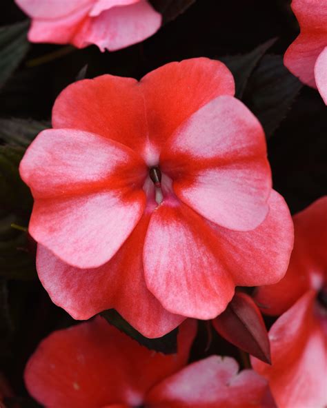 Impatiens De Nouvelle GuinÉe Colorpower™ White Red Flame Impatiens De