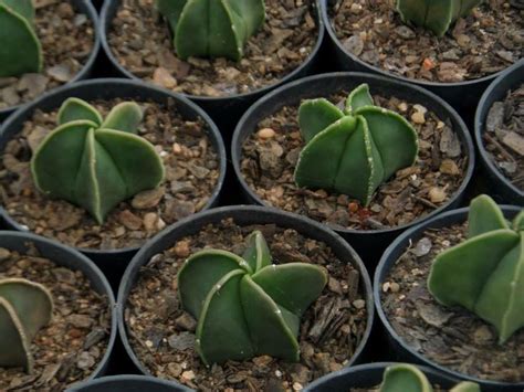 Astrophytum Nudum Succulent Cactus Plants