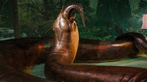 Fossil De Titanoboa Fossil Found In Kutch May Belong To Largest Snake