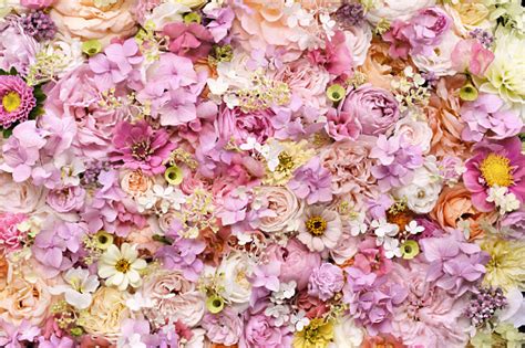 섬세한 피는 축제 장미와 연한 분홍색 꽃 꽃이 만발한 장미 꽃 부드러운 파스텔 배경 웨딩 꽃다발 꽃 카드 0명에 대한 스톡 사진 및 기타 이미지 Istock