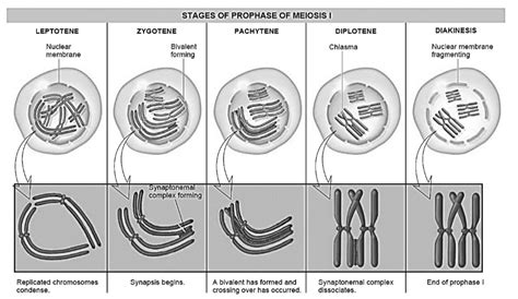 Prophase 1 Meiosis Microscope