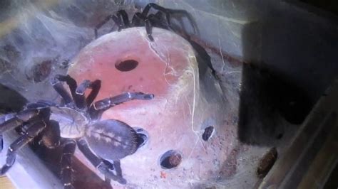 Cyriopagopushaplopelma Sp Bachma Mating Rare Tarantula Breeding
