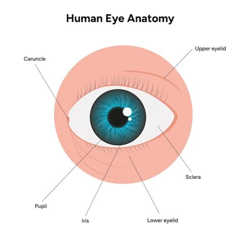 Premium Vector Structure Of Human Eye Medical Infographic Optic Iris
