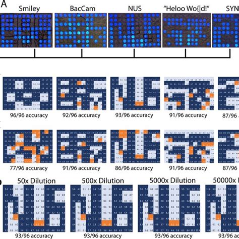 Workflow Of Baccam A Encoding Of Light Into Bacteria And Barcoding For Download Scientific
