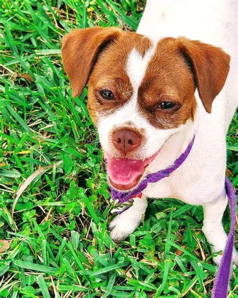 10 Things You Should Know About The Jack Russell Chihuahua Mix Jackchi
