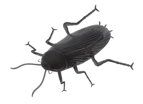 Giant Cockroach Prop Sweet Pea Parties