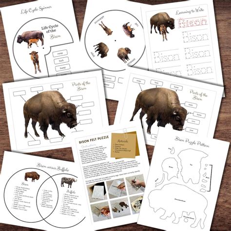 Montessori Inspired Bison Buffalo Life Cycle Comparison Anatomy Tracing