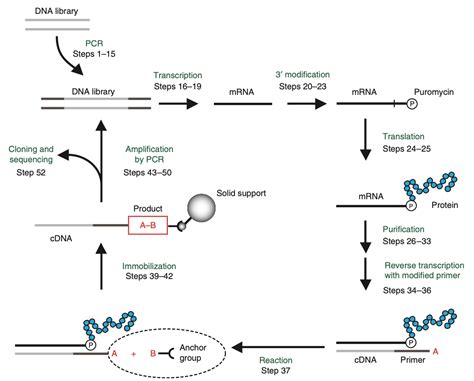Mrna Display Biomanual