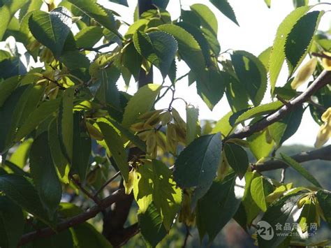 杜仲树的果实图片 仲果实能直接食用吗 仲雄花图片 大山谷图库