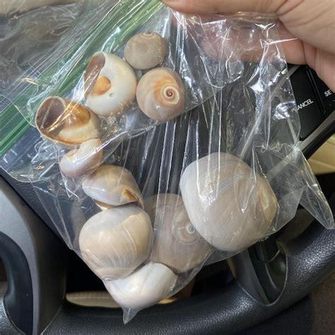 25 Calico Clam Shells Seashells Etsy