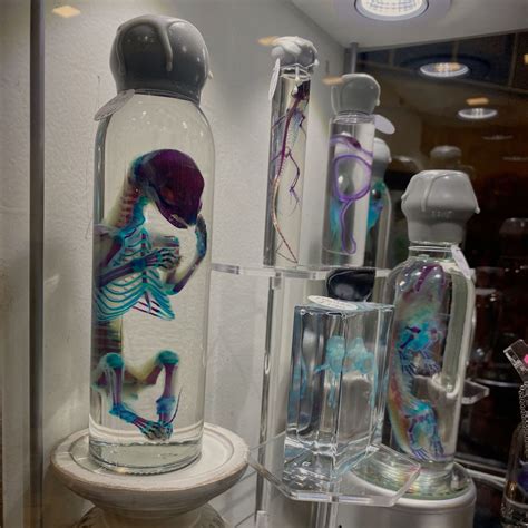 Diaphonized Specimens Wet Specimen Taxidermy Wet Specimen Animal