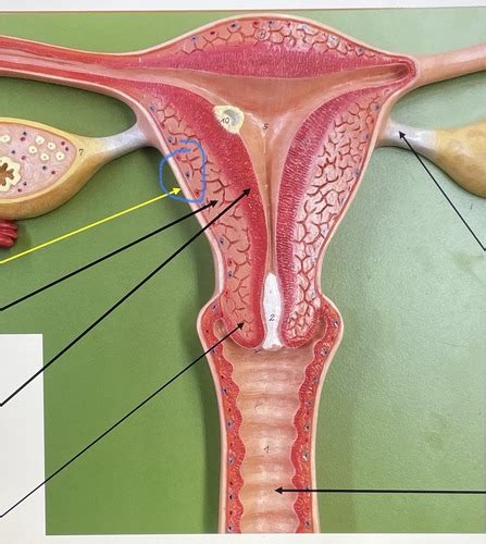 Reproductive System Anatomy Flashcards Quizlet The Female Reproductive