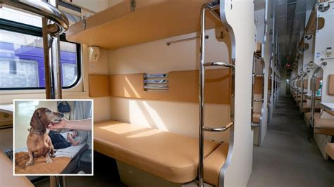 В Україні змінили правила перевезення тварин у потягах що потрібно знати Читайте на Ukr Net