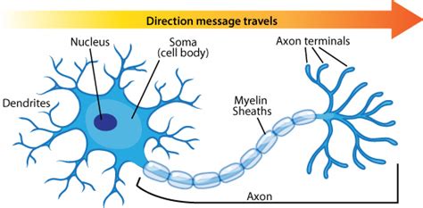 Schematic Diagram Of A Neuron Diagram Of A Neuron And Functi