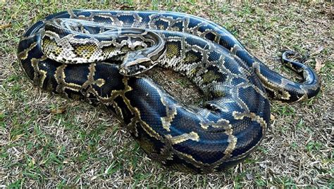 Petmuch Burmese Python Care Habitat And Feeding Guide