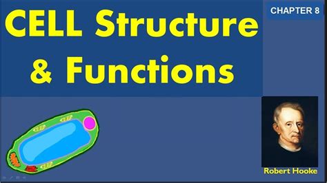 Cell Structure And Function Th Grade Quiz Quizizz