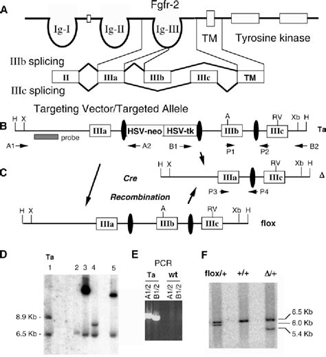 Fgfr2 Gene Semantic Scholar