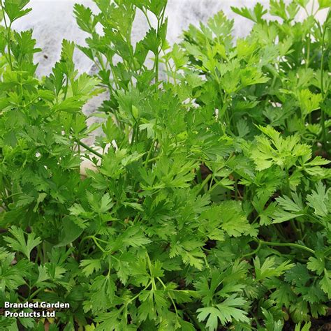 Buy Celery Leaf Organic Seeds Organic Gardening Catalogue