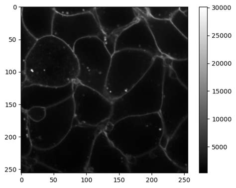 Images In Python — Amhct Bio Image Analysis