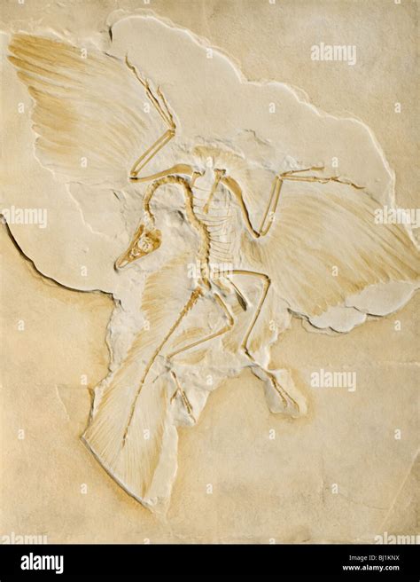 Archaeopteryx Fossil Cast One Of The Earliest Birds Archaeopteryx Lithographica Is A