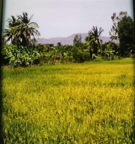 ป้าเงาะ แฟนเพจ