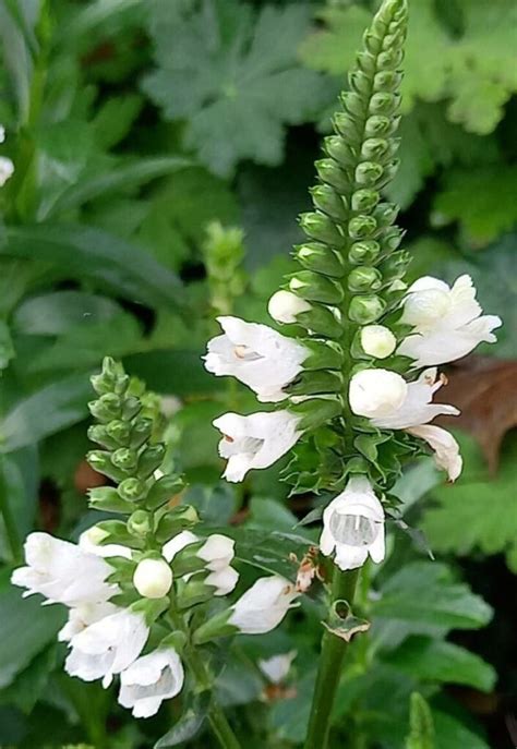White Obedient Plant Physostegia Alba In 1 Gallon Pot Fraser Valley