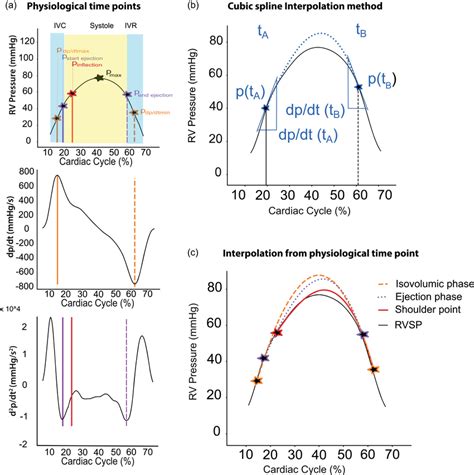 Mathematical Interpolation Of Physiological Time Points A