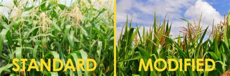 The Difference Between Genetically Engineered Organisms And Genetically