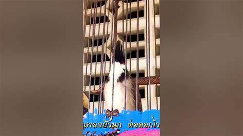 เสียงนกกรงหัวจุก Birdsmusic Birdslover Birds นกกรงหัวจุกเสียงครู หัดเพลงลูกนก นกนับดอก