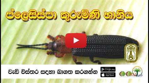 ප්ලෙසිස්පා කුරුමිණි හානිය Youtube