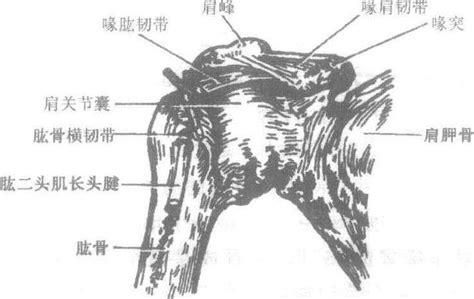 肩关节 特种医学 医学