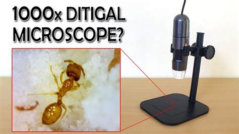 1000x Digital Microscope Review Sample Images Gearbest Youtube
