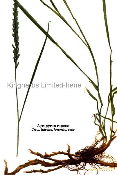 Couch Grass Root Extractchina Kh Price Supplier 21food
