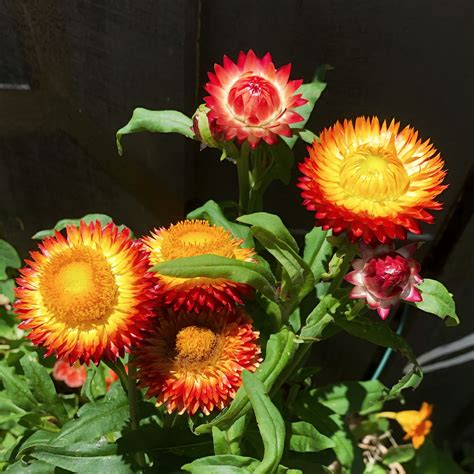 Xerochrysum Bracteatum Mixed Colour Everlasting Paper Daisy 5g Bulk