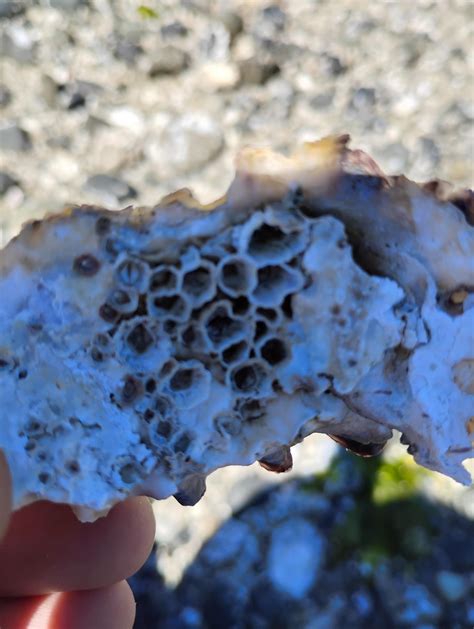 Dead Barnacles😐 Rtrypophobiaextreme