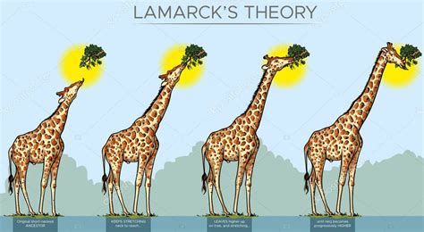 Ilustración Vectorial De La Evolución Del Cuello De La Jirafa Por La