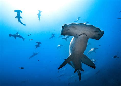How Many Species Of Hammerhead Shark Are There Ocean Conservancy