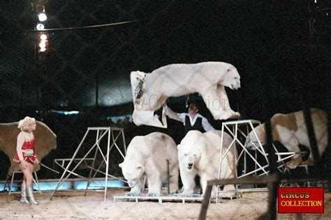 Circus Collection Ursula Bottcher Et Ses Ours Polaires Au Cirque Knie 1984