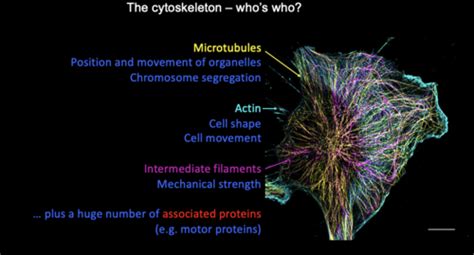 Lecture 31 Intro To The Cytoskeleton And Cell Cell Junctions Flashcards