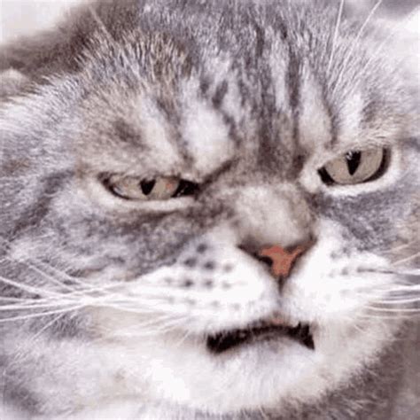 Annoyed Kitty Meme Annoyed Kitty Face Discover And Share S