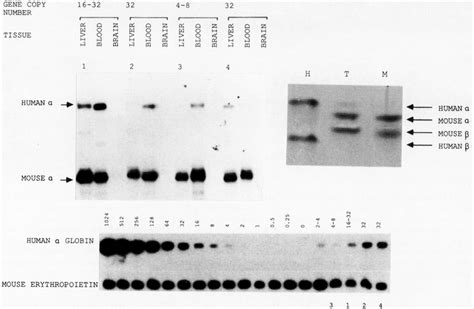 Top Left Examples Of Nuclease Protection Assays Using 50 300 Ng Of