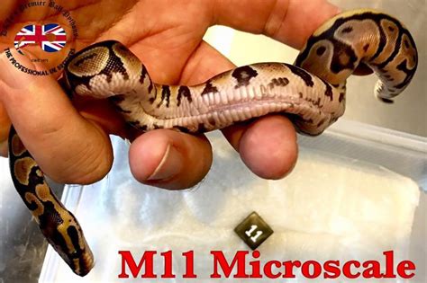 Zip Belly Ball Python Traits Morphpedia