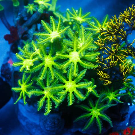 Jc Neon Green Clove Polyp Jersey Corals