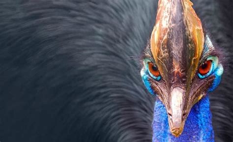 Casuar A Ave Mais Perigosa Do Mundo