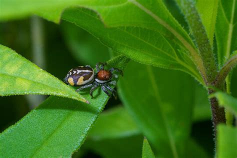 Phiale Bilder Bläddra Bland 166 Stockfoton Vektorer Och Videor