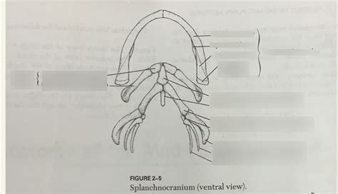 Splanchnocranium Ventral View Diagram Quizlet