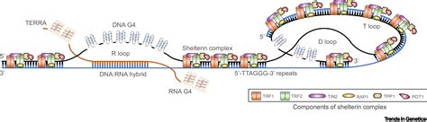 Telomeres Expand Sphere Of Influence Emerging Molecular Impact Of