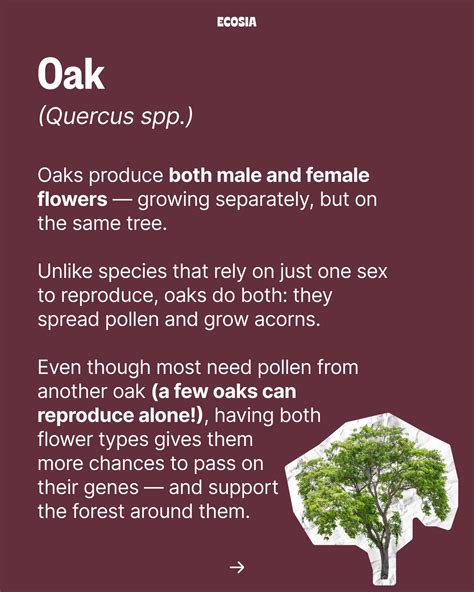 Ecosia Ecosia Added A New Photo