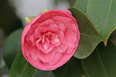 Самые редкие цветы в мире